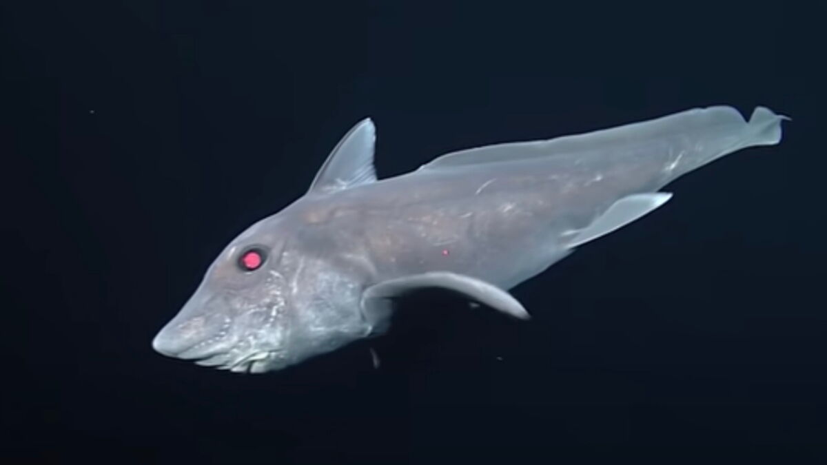 Découvrez les premières images d'un mystérieux requin "fantôme"