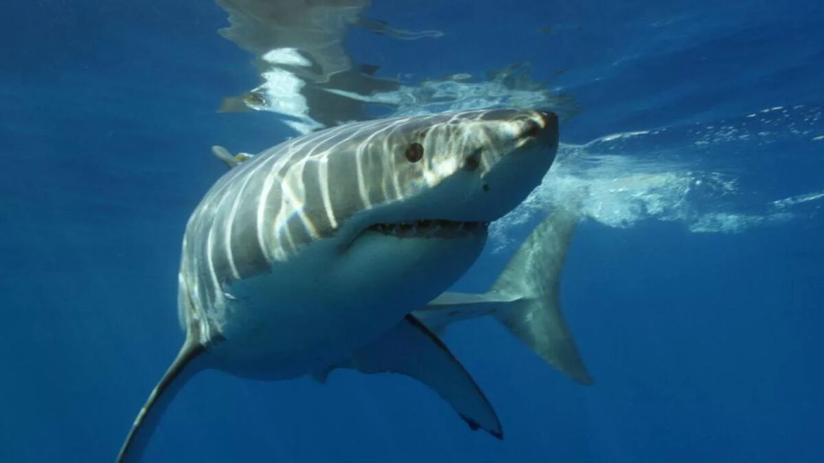 Nouvelle-Zélande : Un bébé “requin fantôme” extrêmement rare découvert ...