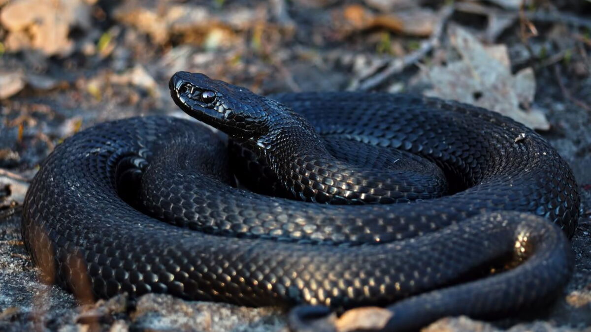 Ce monstrueux serpent refait surface aux États-Unis après avoir disparu