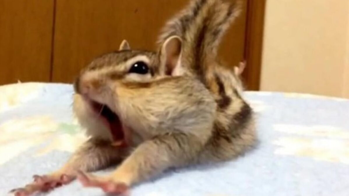 This Chipmunk's Reaction To His New Bed Is Everything