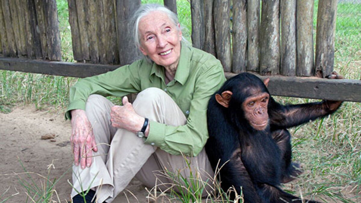 Scientist Jane Goodall Launches Desperate Campaign To Block Cruel Bear Hunt