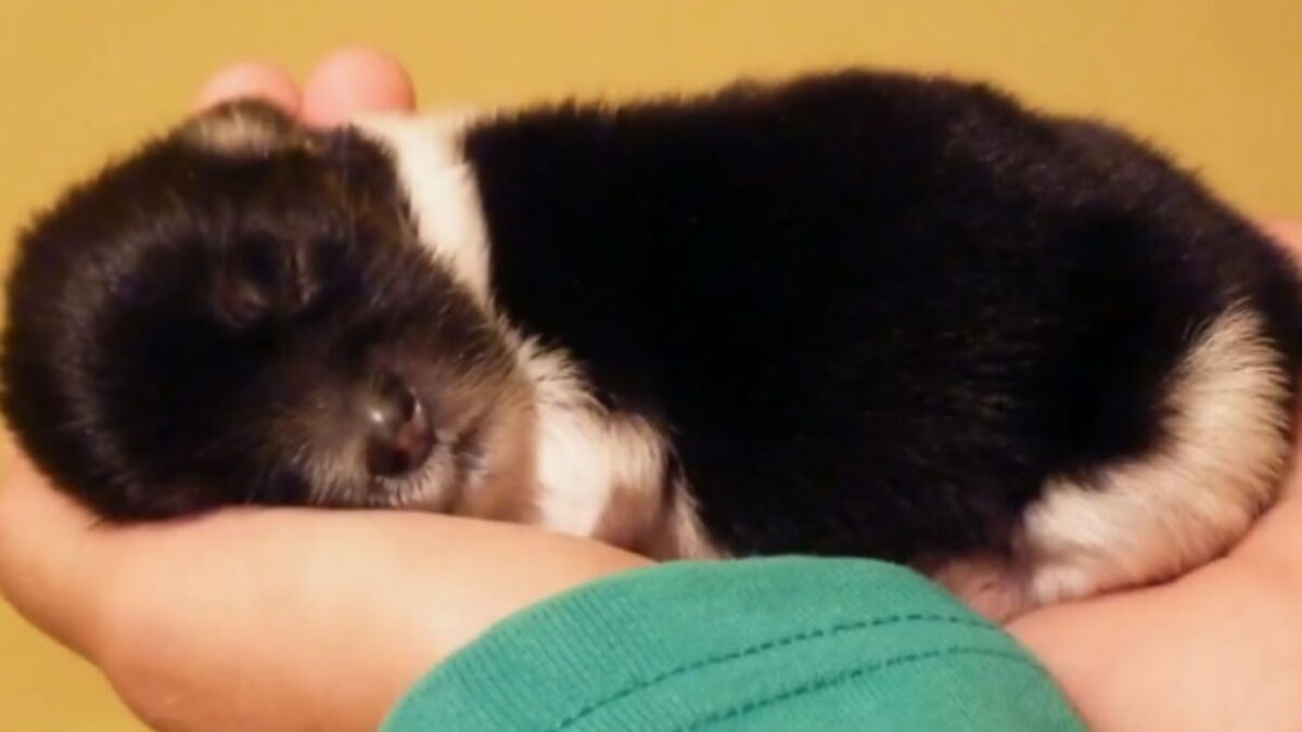 This Precious Puppy Was Abandoned The Day She Was Born... But What ...