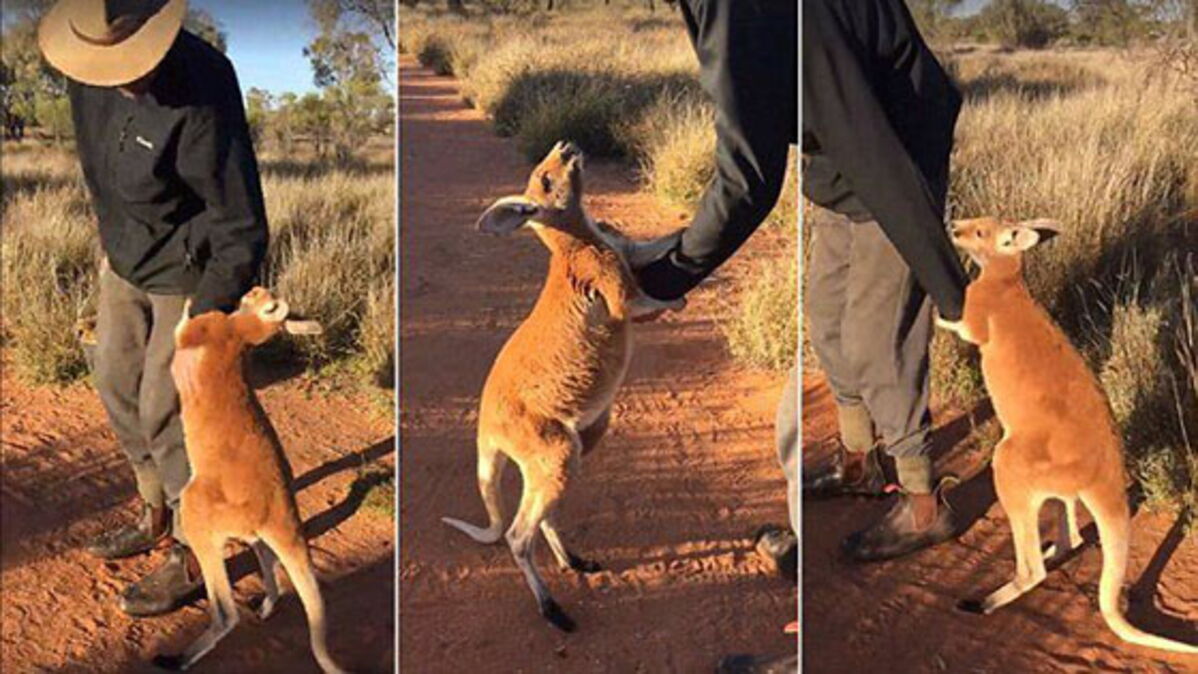 This Baby Kangaroo Refuses To Leave His Caregiver And It's Adorable