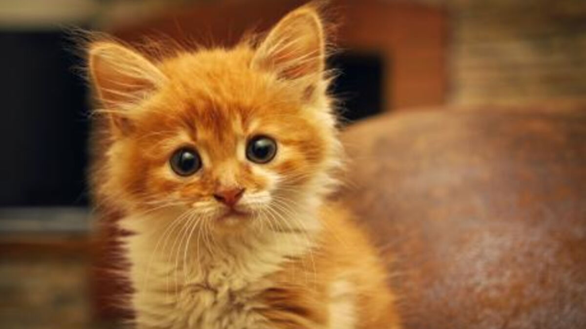 10 Useful Tips On How To Welcome A New Kitten Into Your Home The Right Way