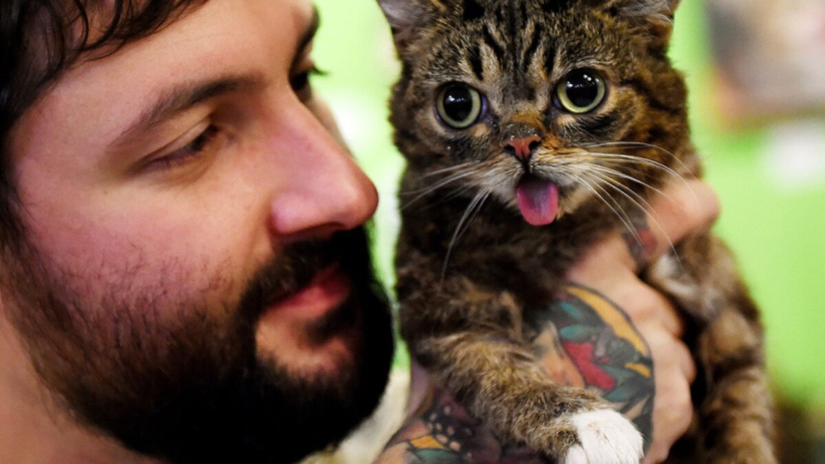 Beloved Viral Sensation 'Lil Bub' The Cat Has Died