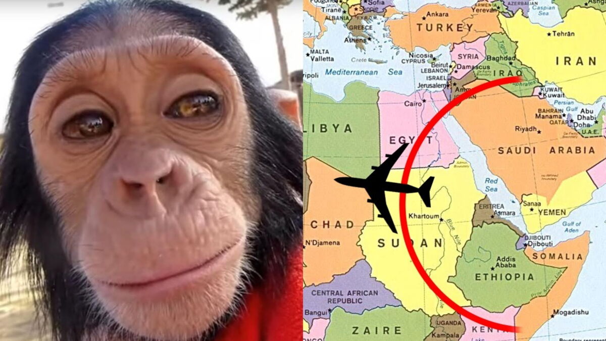 This Baby Chimp Was Trafficked To A Zoo Near An Isis-Held Territory