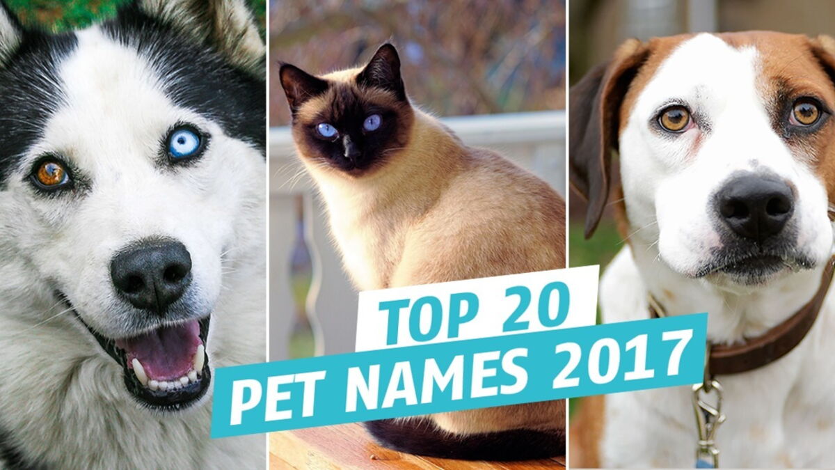 Popular Pet Names For 2017