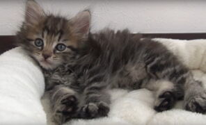 These Are Officially The 15 Most Adorable Breeds Of Kitten In The World