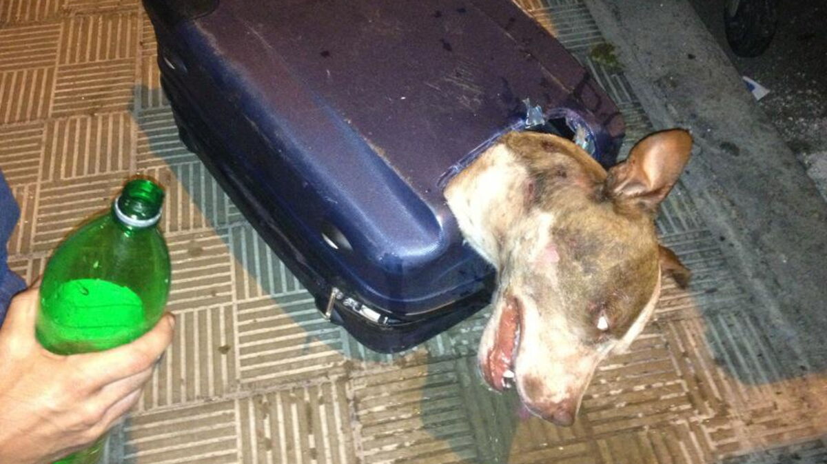They Thought This Poor Dog Was Dead, But Then Something Amazing Happened...