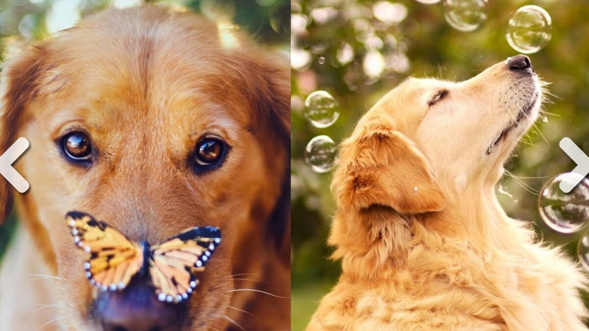 Everything You Need To Know About Golden Retrievers