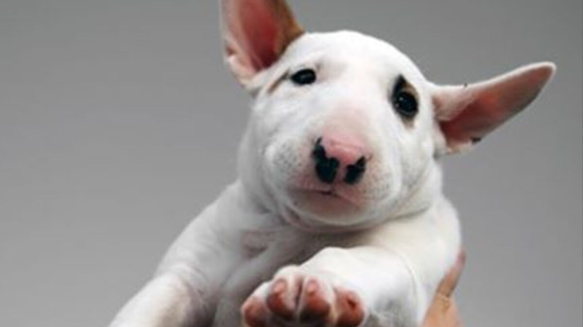 Everything You Need To Know About The Bull Terrier