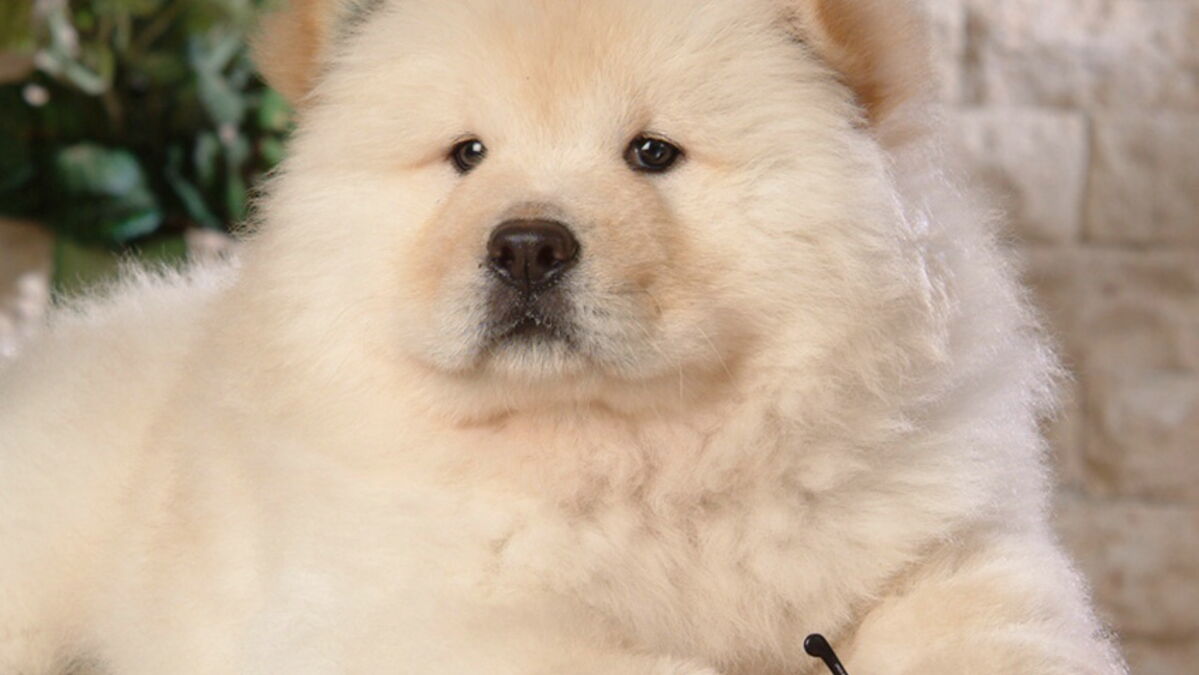 Everything You Need To Know About The Chow-Chow