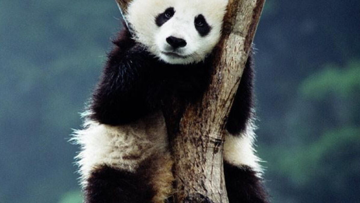 Here's What You Should Know About Pandas