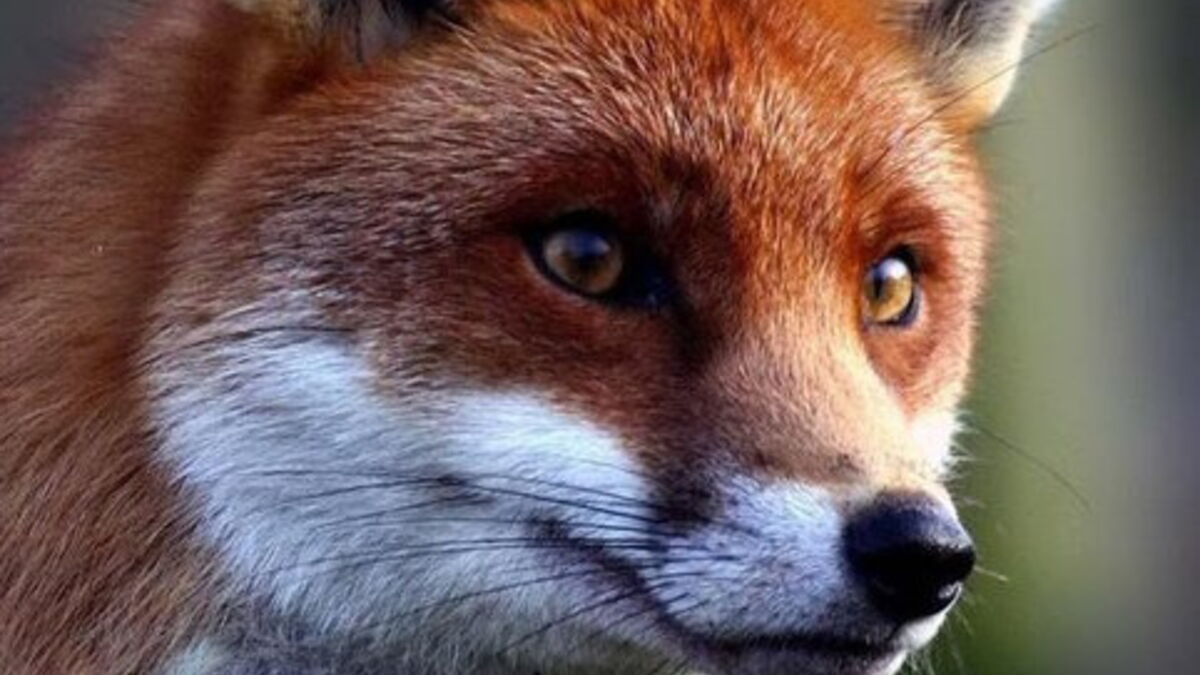 Everything You Need To Know About Foxes