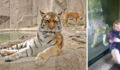 The sad story of Kenny, a tiger who 'shouldn't exist'