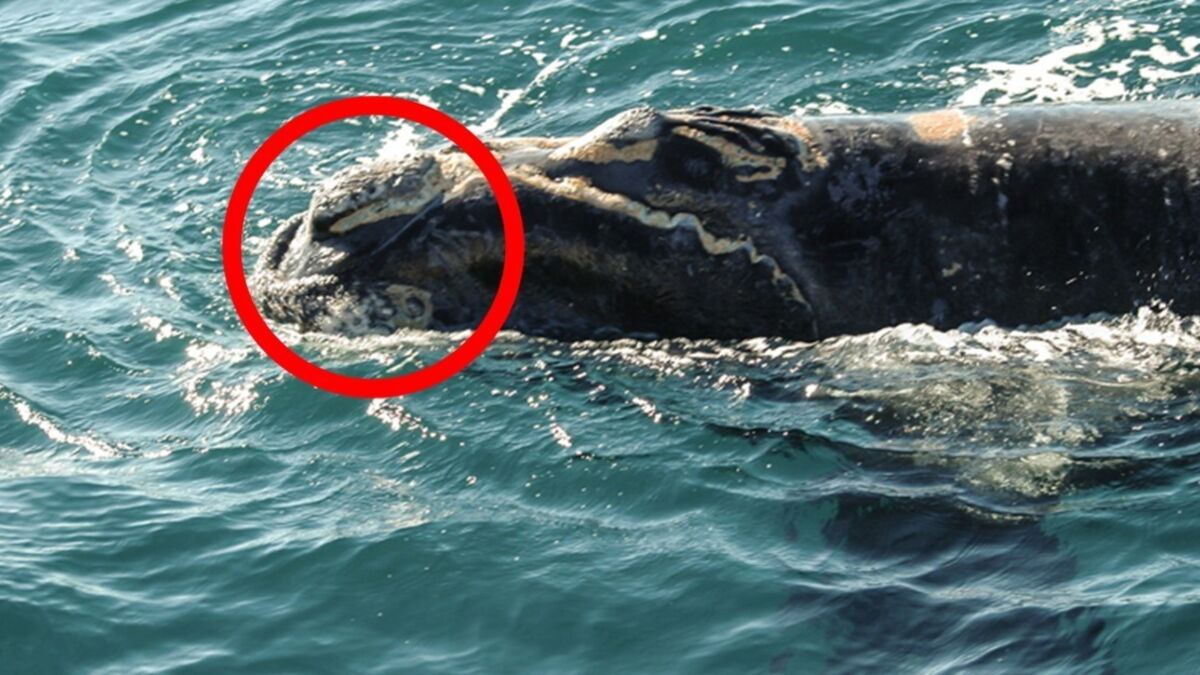 They Were Astonished To Spot This Extremely Rare Creature In The Ocean