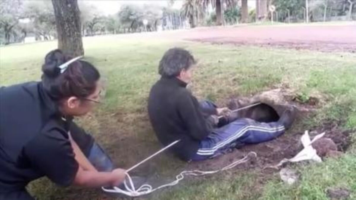 After finding puppies stuck inside a pipe, she executed an amazing ...