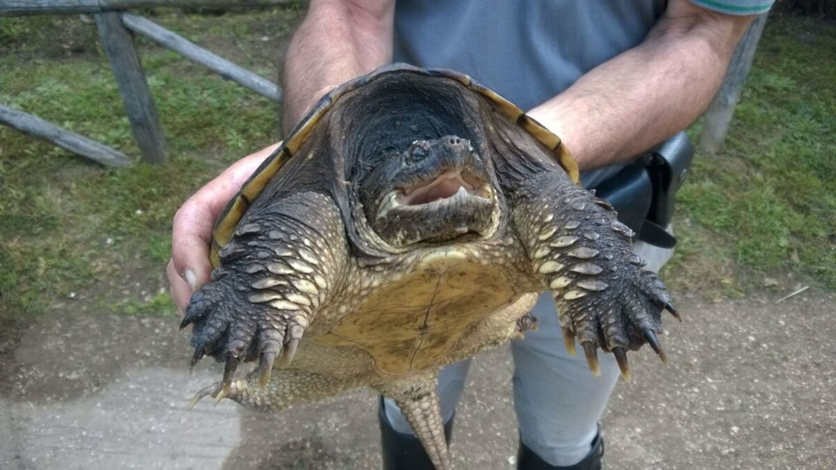American Teacher Under Fire After Using Turtle in Cruel School Experiment