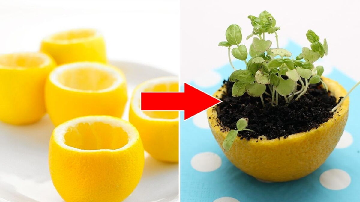 Top 15 Gardening Hacks