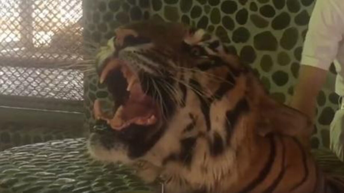 The terrible truth about this tiger has caused an uproar online