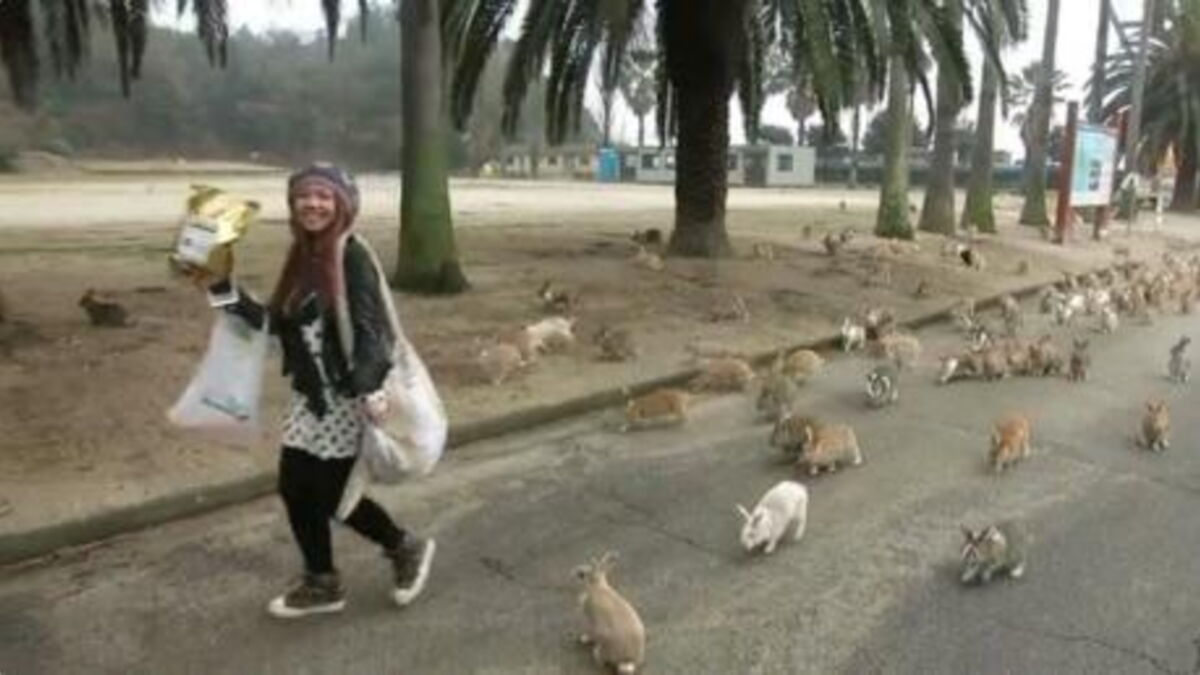 Okunoshima, Japan Is Home To Thousands Of Wild Rabbits, And They're ...