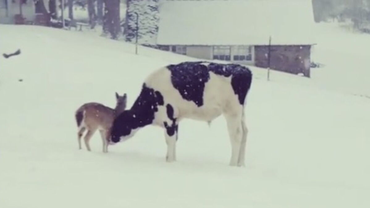 Caught On Camera: A Rescued Cow Cuddling A Fawn In The Snow