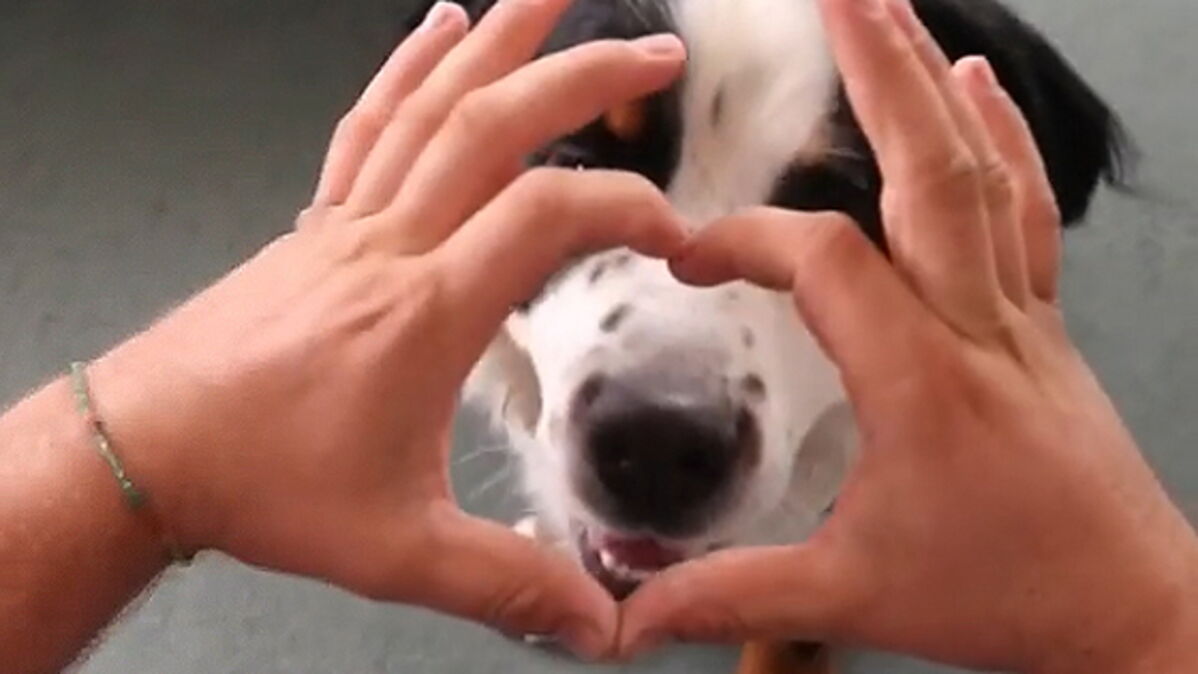 Have You Heard Of The 'Snoot Challenge', The Cute New Game You Can Play ...