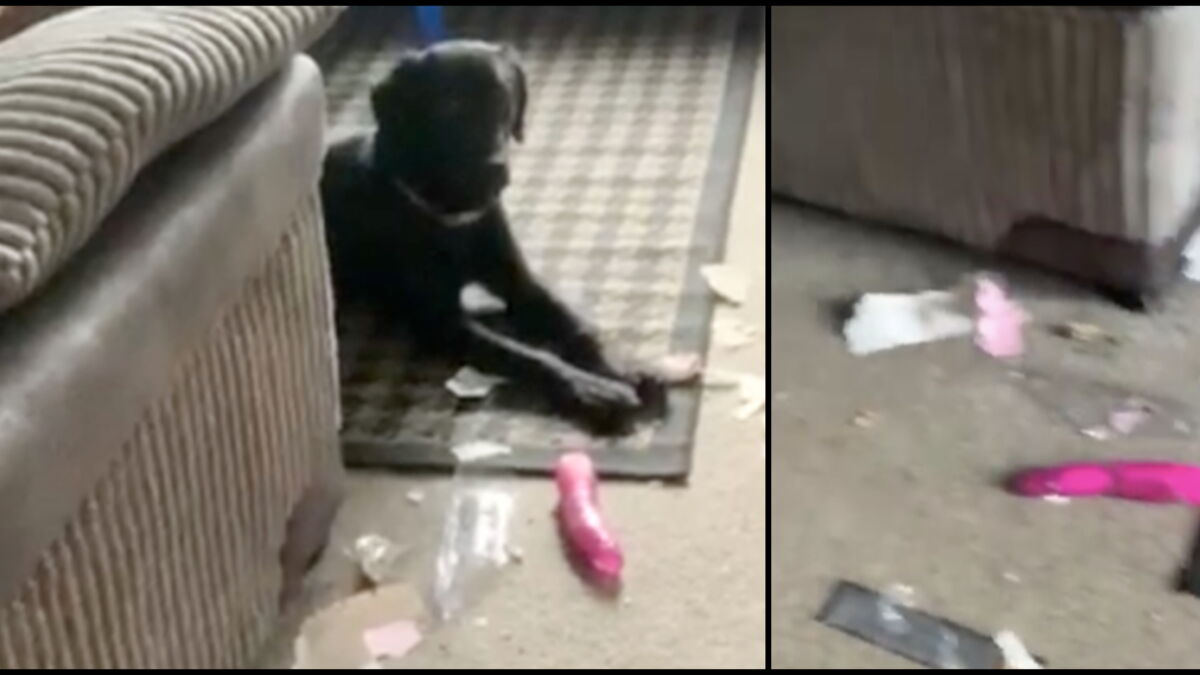 Man stuck in dilemma after cheeky dog rips open neighbour's x-rated toy ...