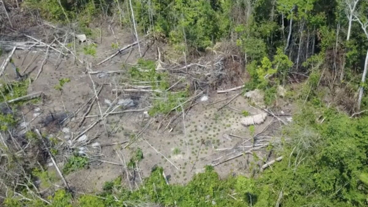 Nobody Knew This Tribe Existed Until This Drone Flew Over The Amazon
