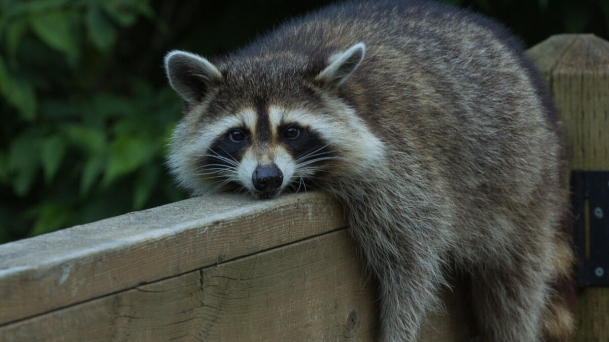 Drunk Raccoons Cause Mayhem In A Residential Neighborhood