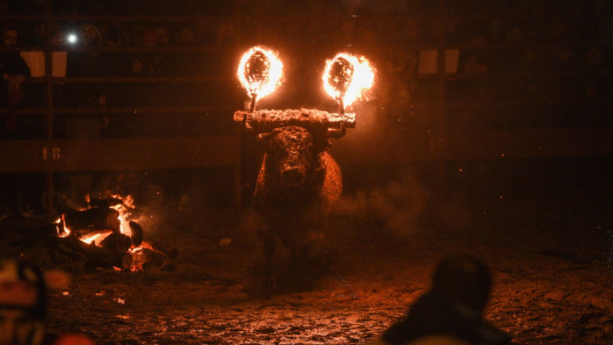 Animal Rights Activists Are Powerless: This Year In Spain, Live Bulls ...