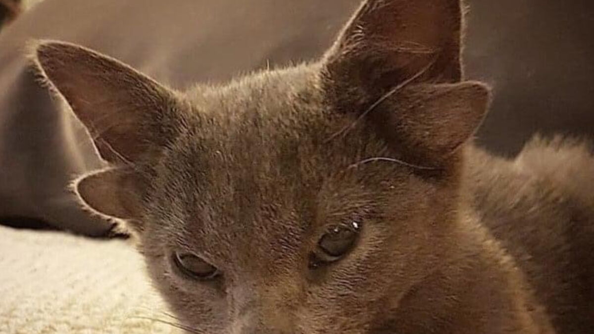 Meet the mutant kitten with four ears who has become an internet sensation