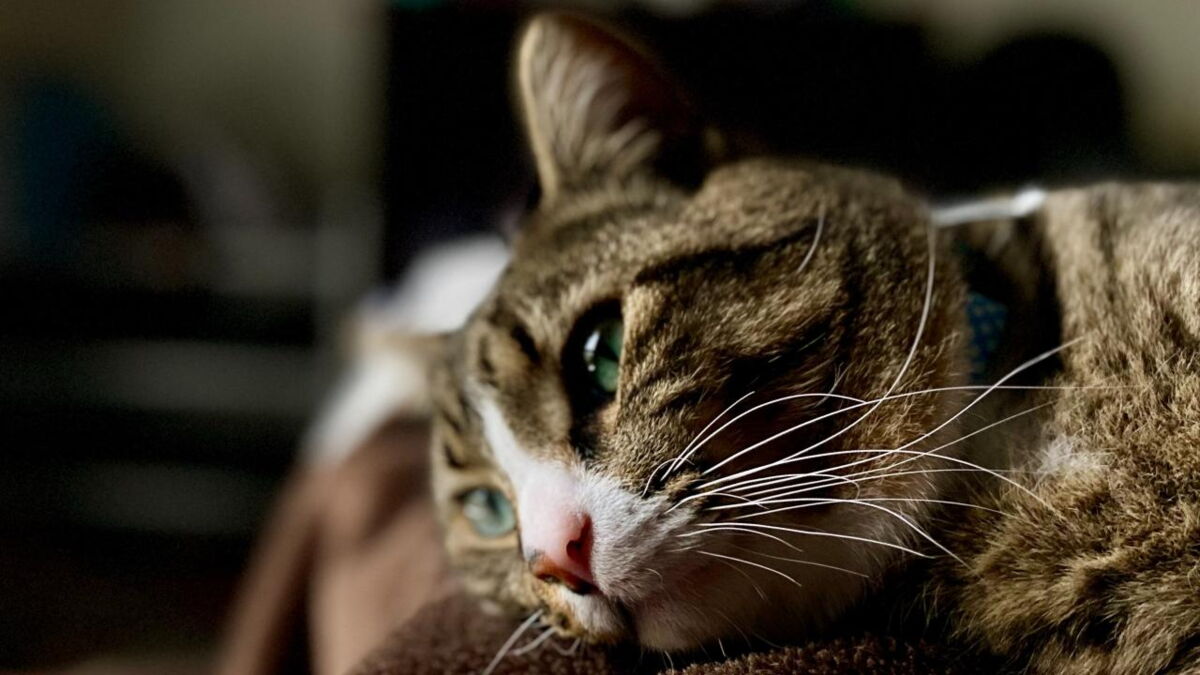 World’s saddest cat: Cat has a disorder which causes its face to drop