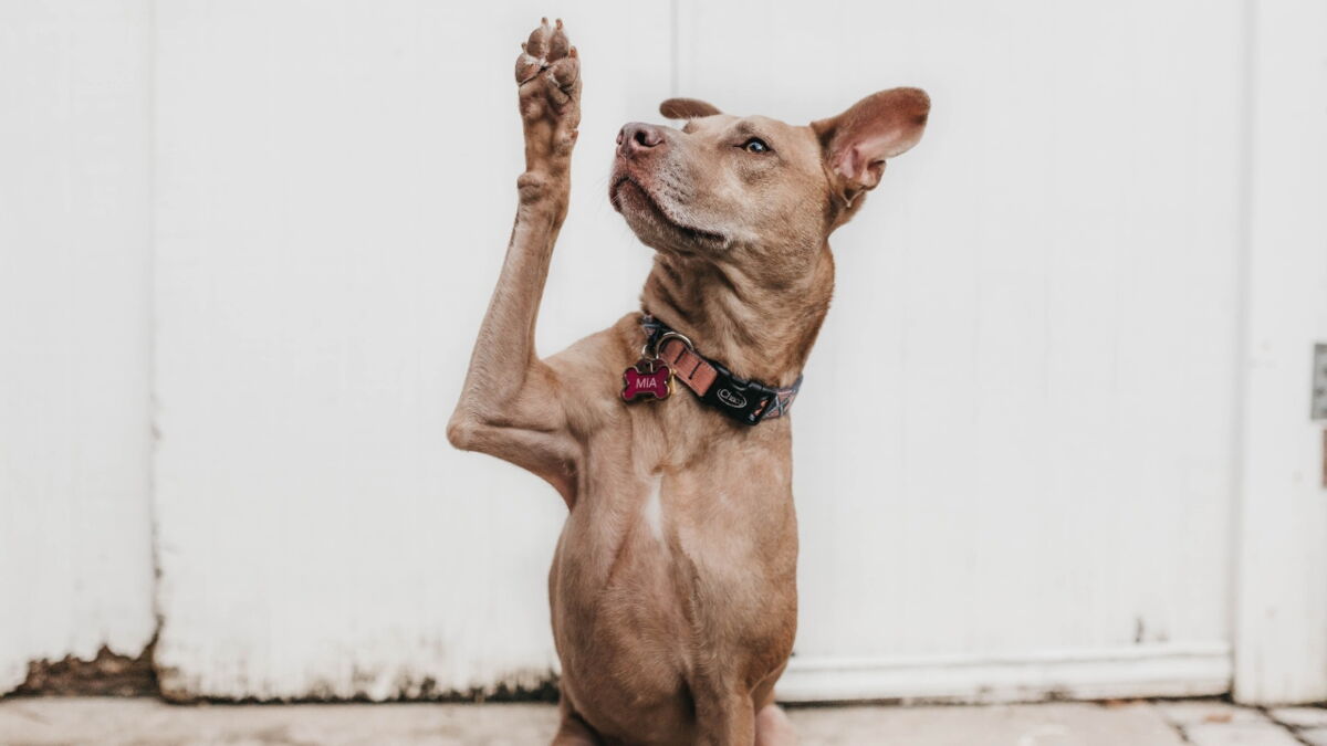 These owners abandoned their dog for this unusual reason