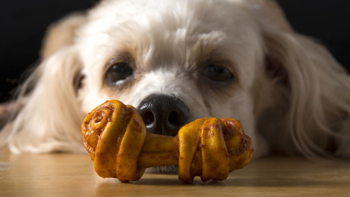 This is why your dog is such a picky eater, according to vets