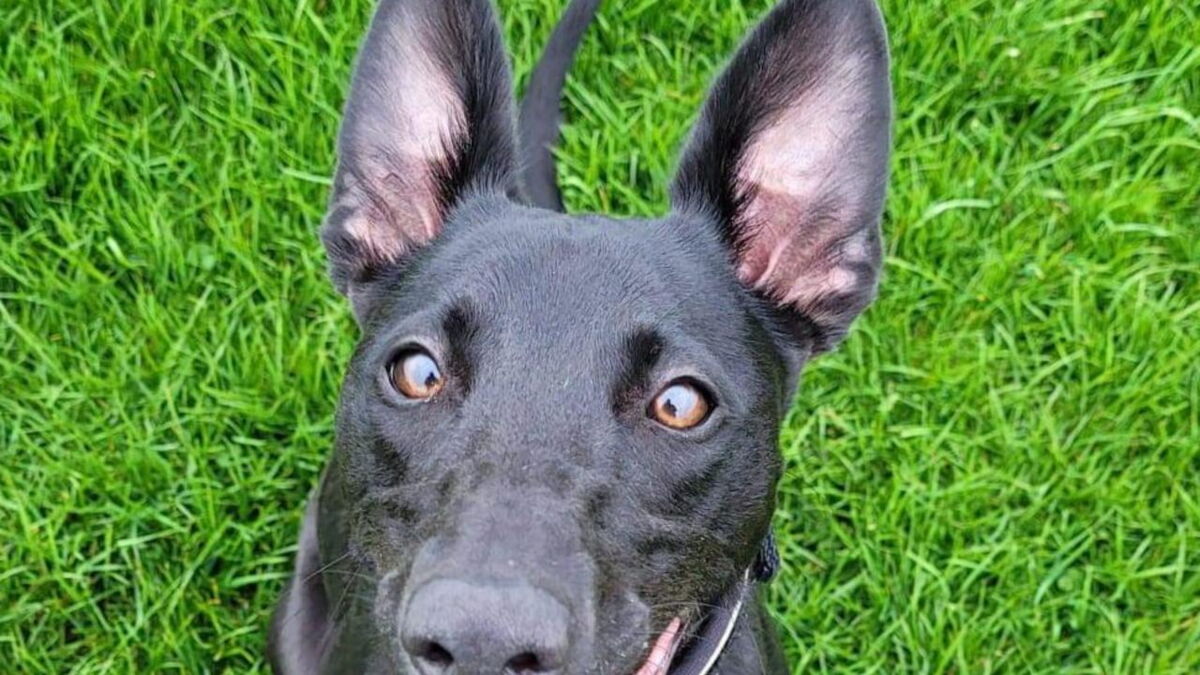 This bat-puppy needs a loving new home after being returned three times