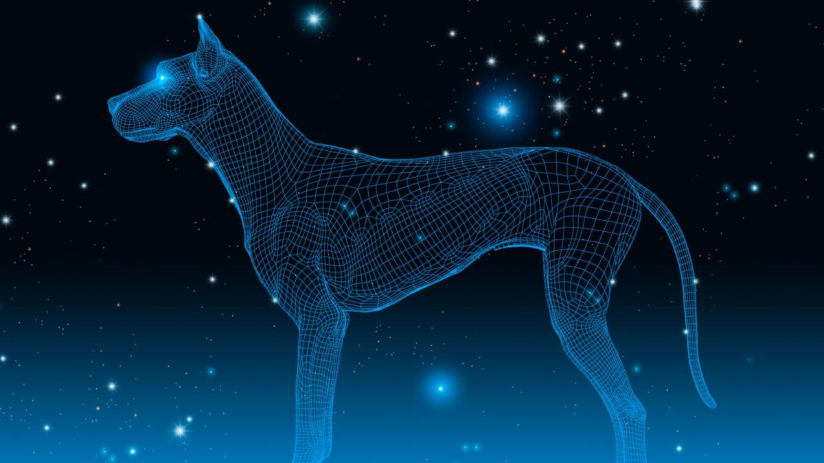 This is what your dog's zodiac sign says about their personality