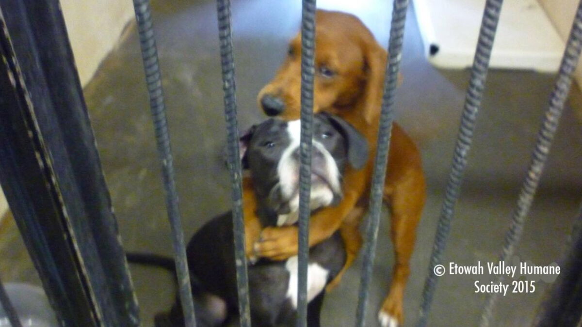 Dogs who were about to be euthanized, saved by this heartbreaking photo