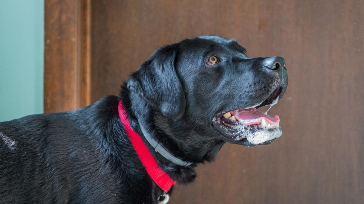 Is your dog drooling too much? Vets explain when you should be concerned