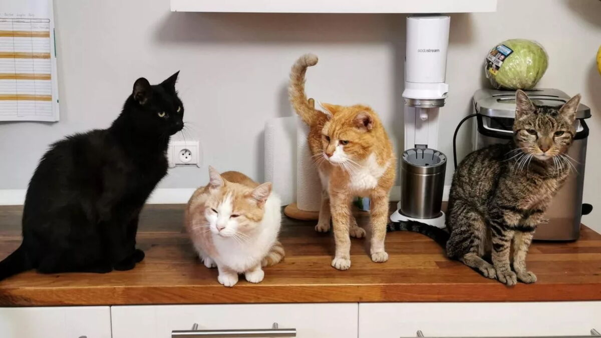 47 cats were found trapped in a car that was parked right under the sun