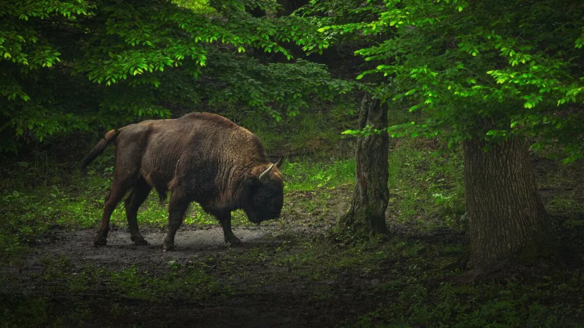 Rare wild bison have returned to the UK after thousands of years