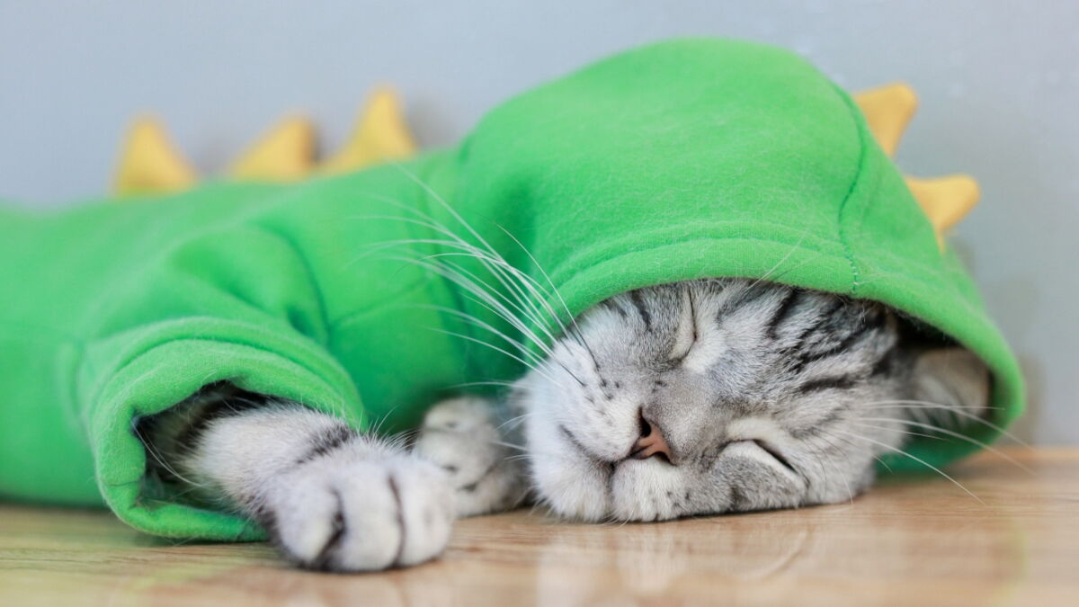 Want to get more snuggle-time with your cat? Do this and thank us later