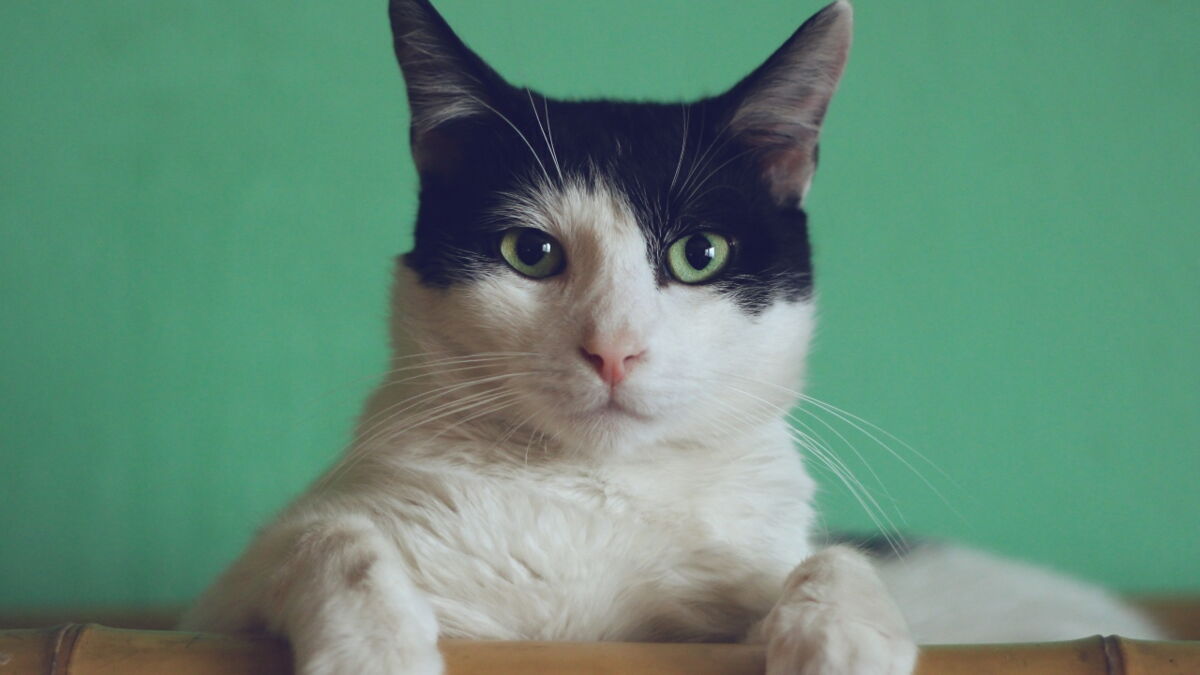 Are cats untrainable, aquaphobic, evil brats? Read the surprising truth