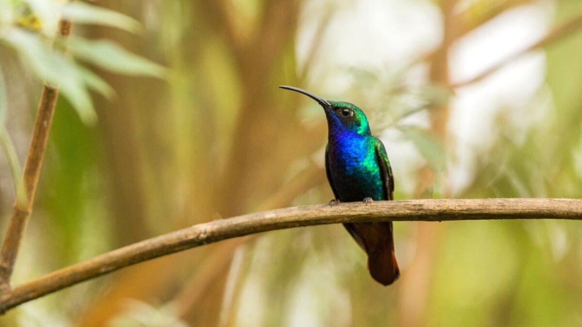 Super rare hummingbird thought to be extinct reemerges after 12 years