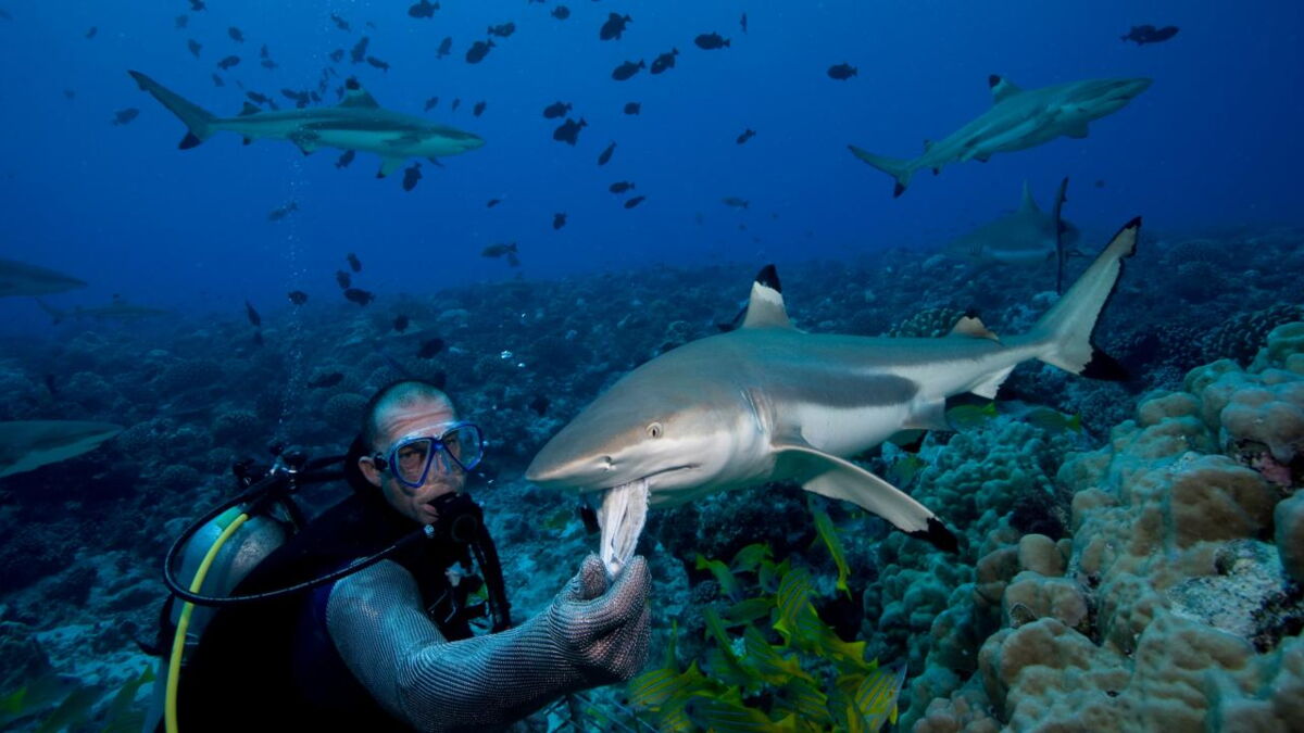 Man caught 'battling' shark on camera in the middle of a tourist beach ...