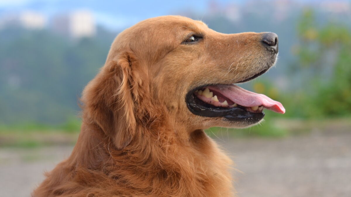 From lip-licking to tail-pointing-down: dog body language signs you ...