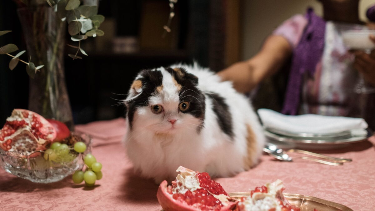 Does your cat keep climbing on the table? Here is why