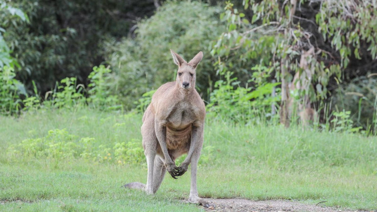 'Pet' kangaroo attacks and kills its owner