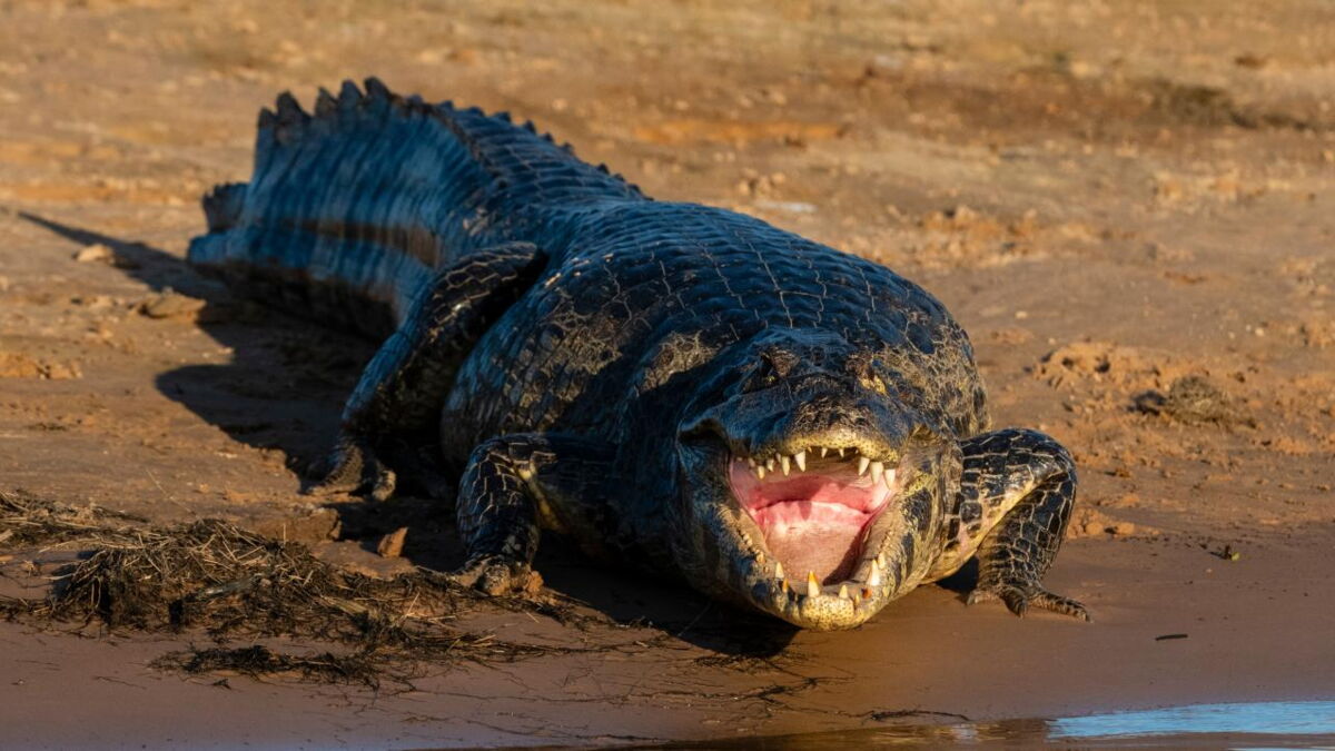 Crocodile-like creatures seen swarming the shore of this island (VIDEO)