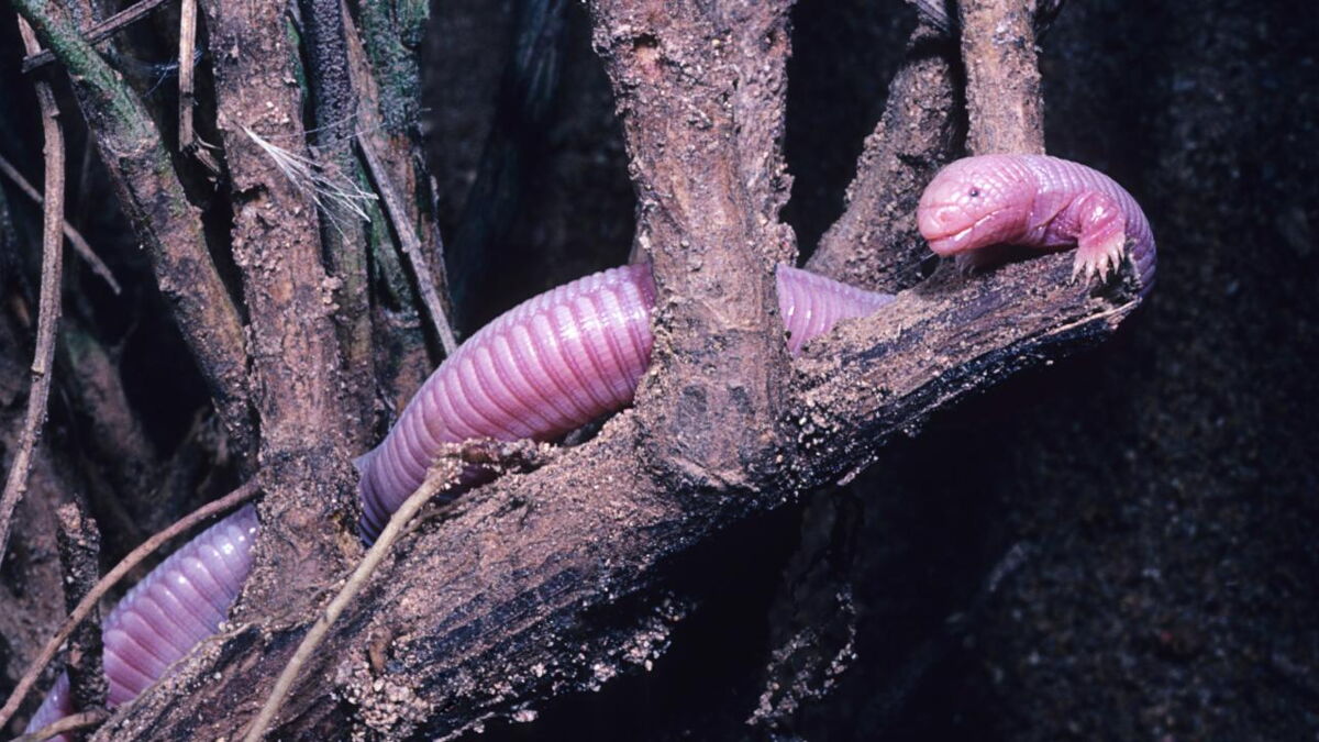Strange worm-like creature with 'hands' is actually something else